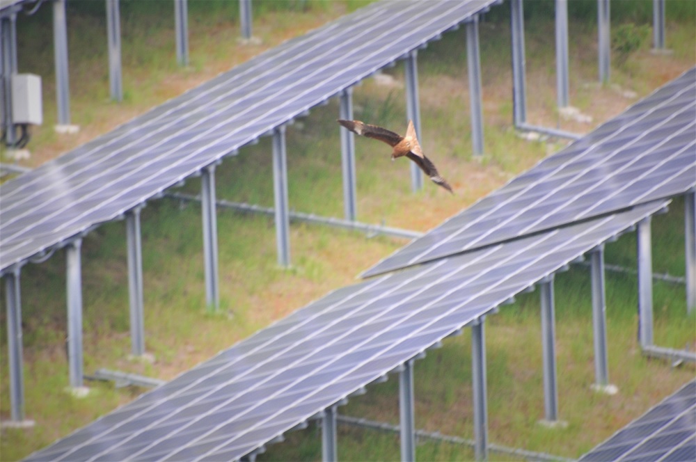 国内最大・260MWのメガソーラー、地域とともに運営 - 探訪 - メガソーラービジネス plus : 日経BP